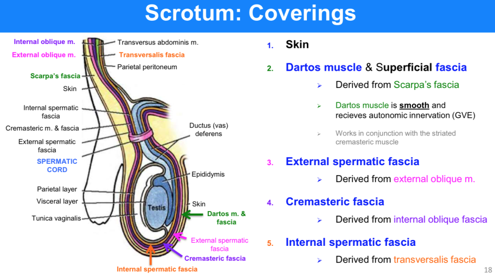 Scrotum Anatomy