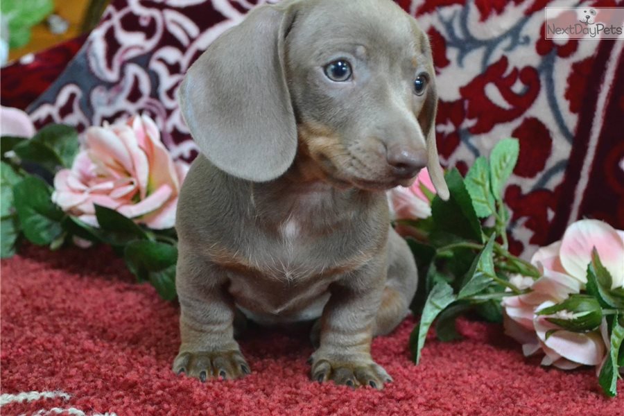 57 Mini Dachshund Puppies For Sale Washington State Image