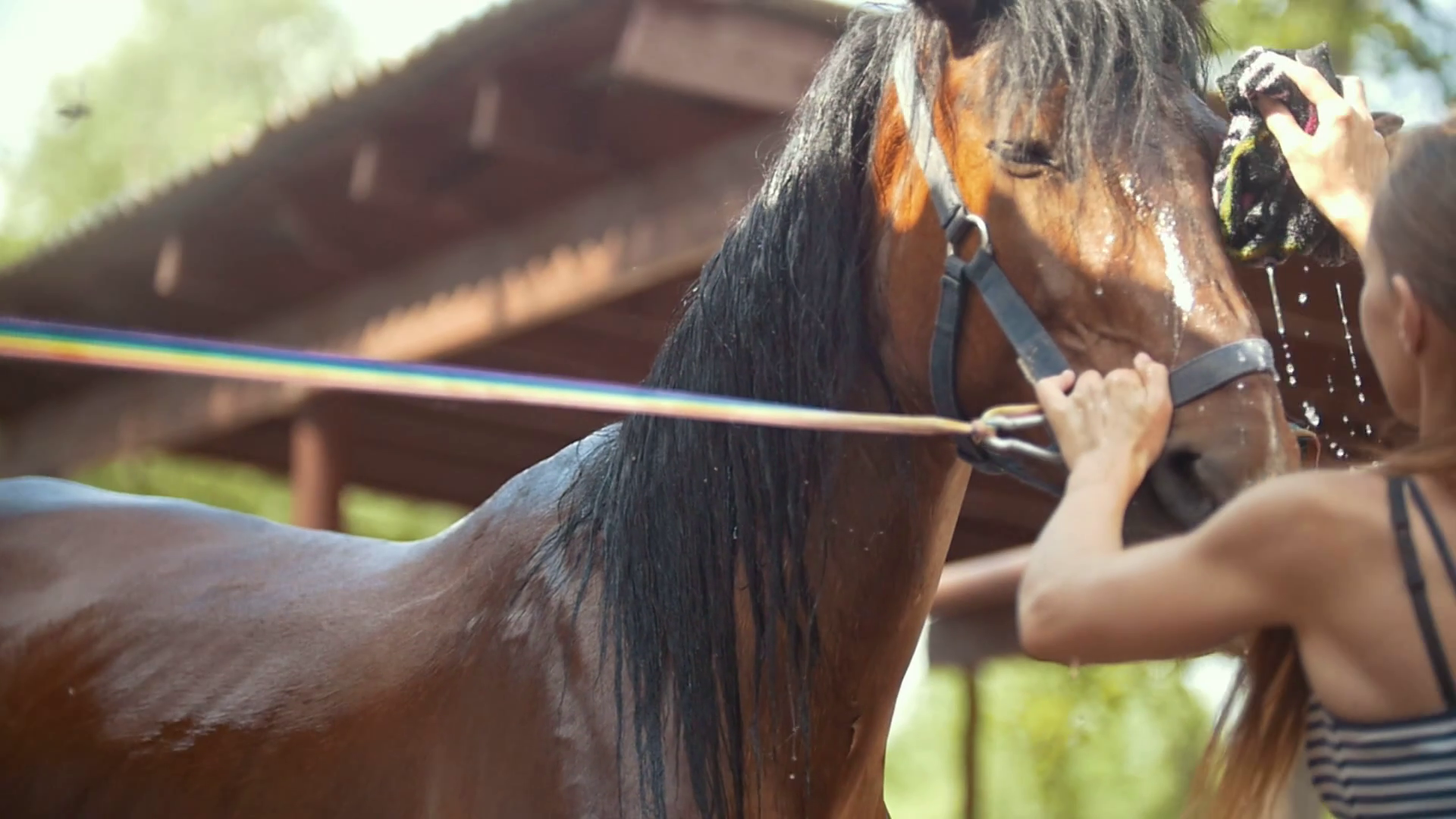 Woman Caring Horse On Sunny Day At Animal Stock Footage Sbv 327278898
