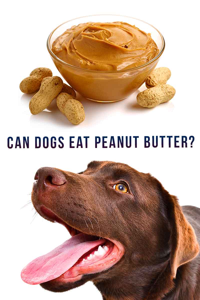 33 Why Can Dogs Have Peanut Butter But Not Peanuts Home