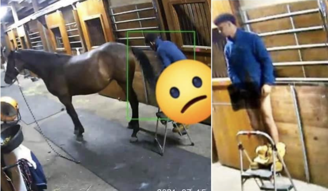 Police Seek Identity Of Man Caught On Film Having Sex With Horse At