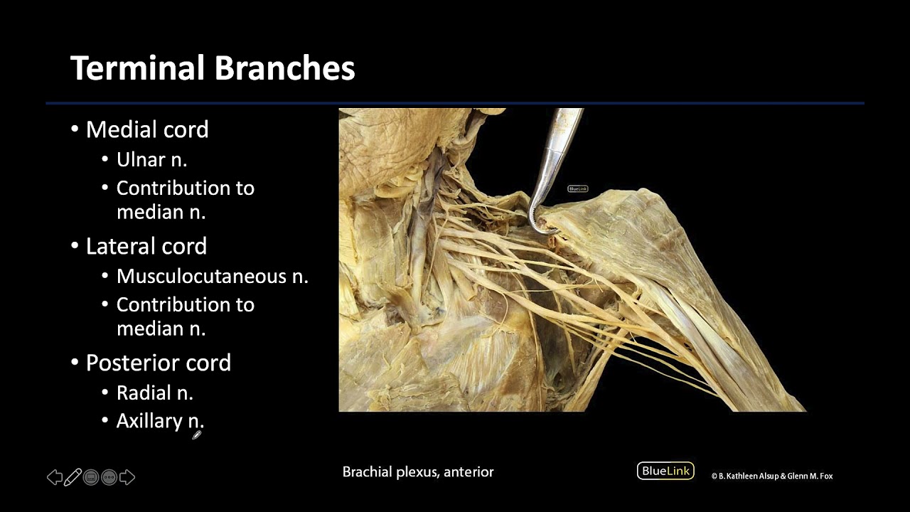 Brachial Plexus M1 Dissection Supplement Otosection