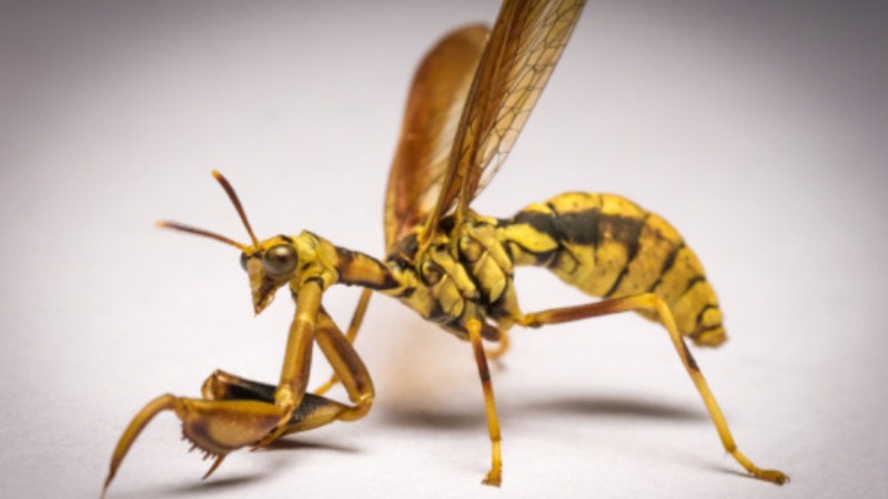 Mantidfly Looks Like Praying Mantis And Wasp Video